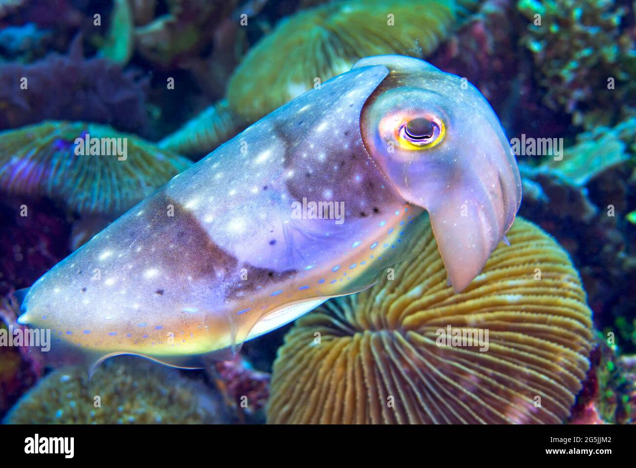 Sepia Sp Stockfotos und -bilder Kaufen - Alamy