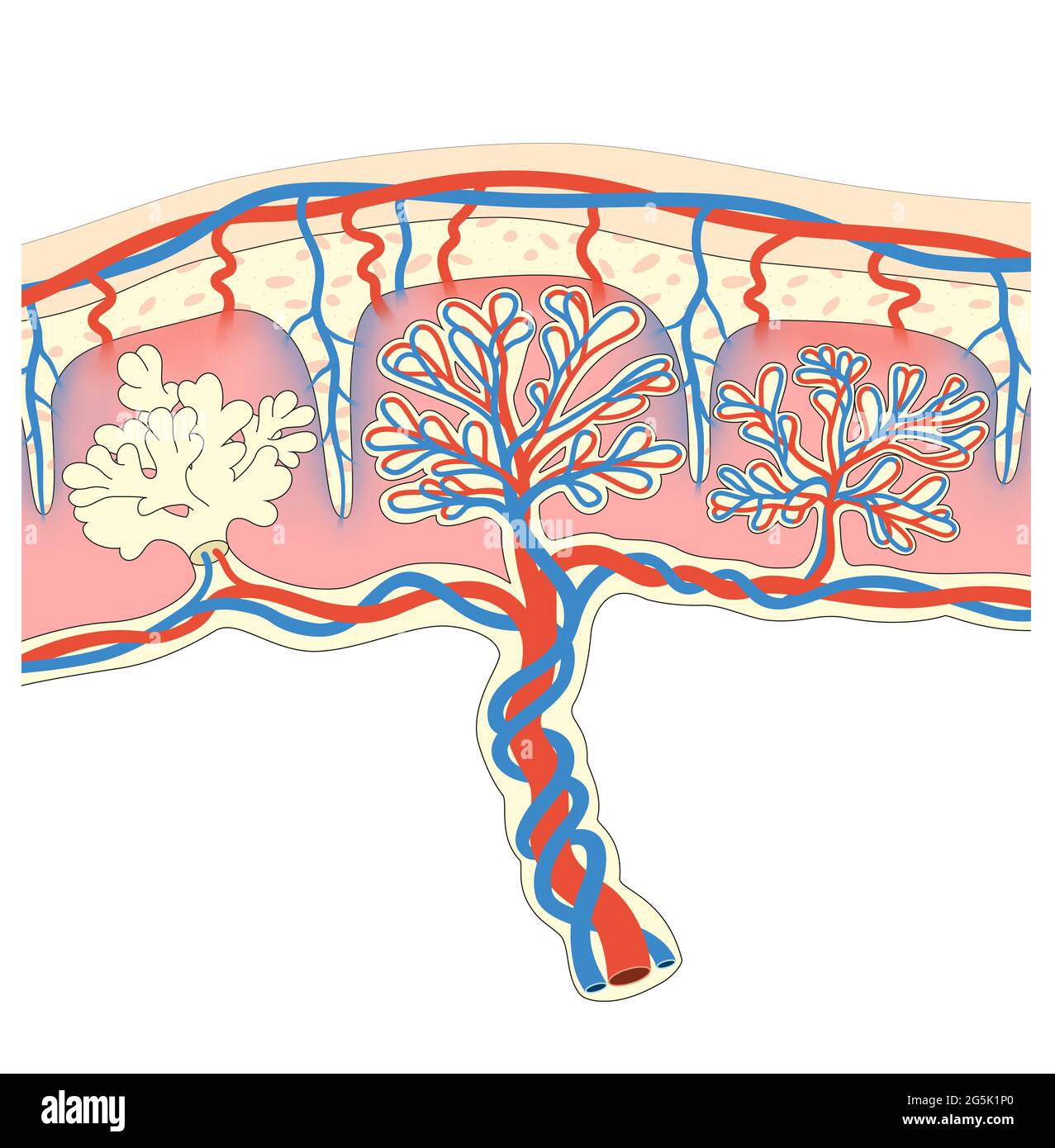 Anatomie uterus schwangerschaft -Fotos und -Bildmaterial in hoher ...