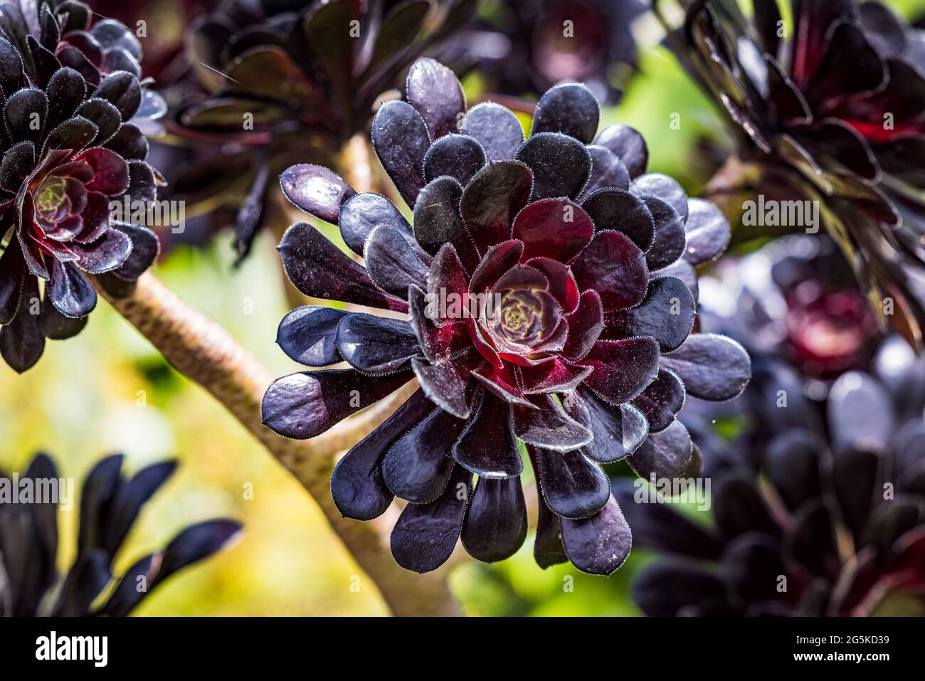 Violette Sukkulente, Aeonium Arboreum 'Zwartkop' (Schwarze Rose ...