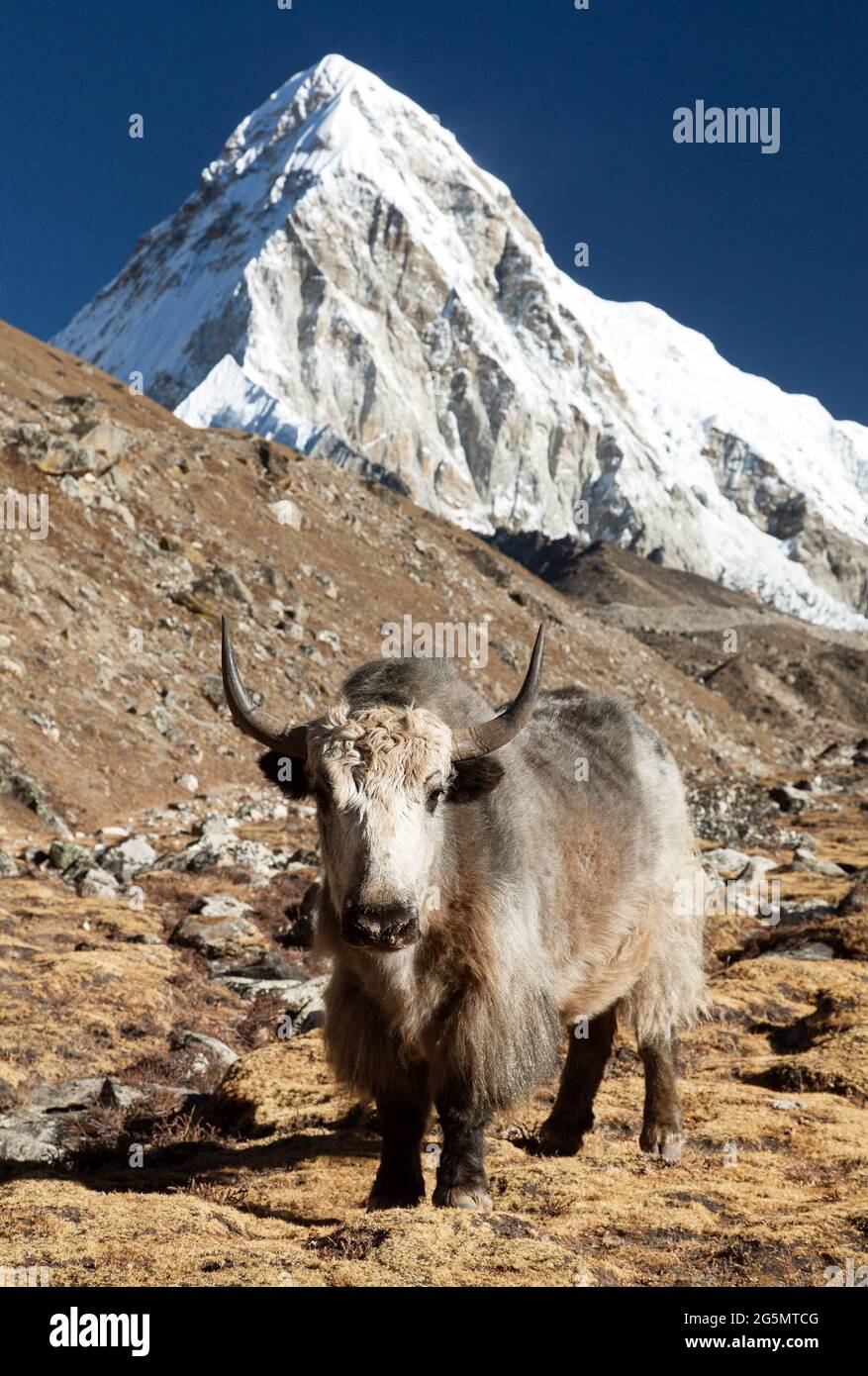 Yak weide -Fotos und -Bildmaterial in hoher Auflösung – Alamy