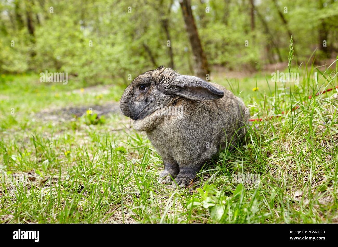 Belebte natur -Fotos und -Bildmaterial in hoher Auflösung – Alamy