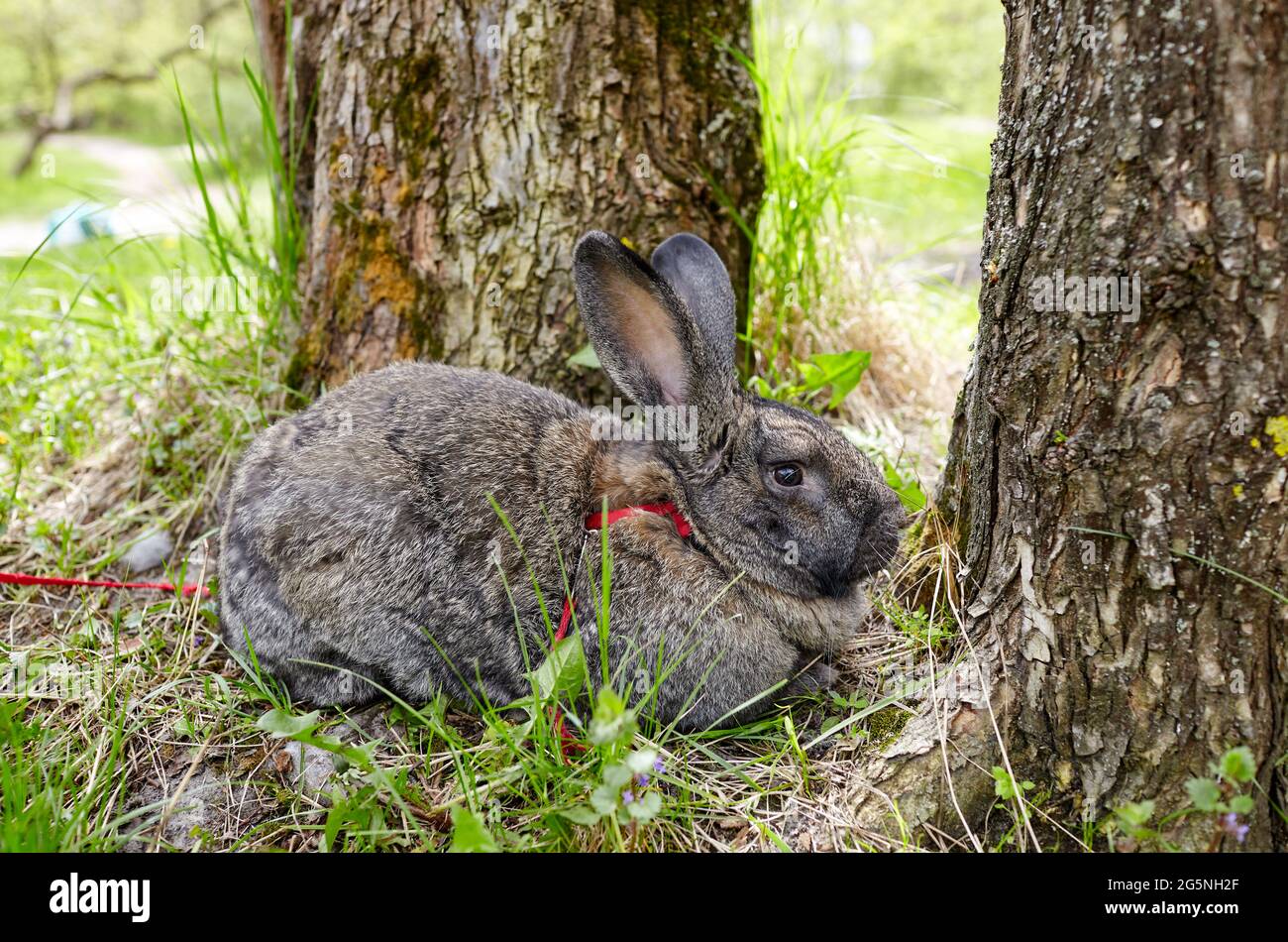 Belebte natur -Fotos und -Bildmaterial in hoher Auflösung – Alamy