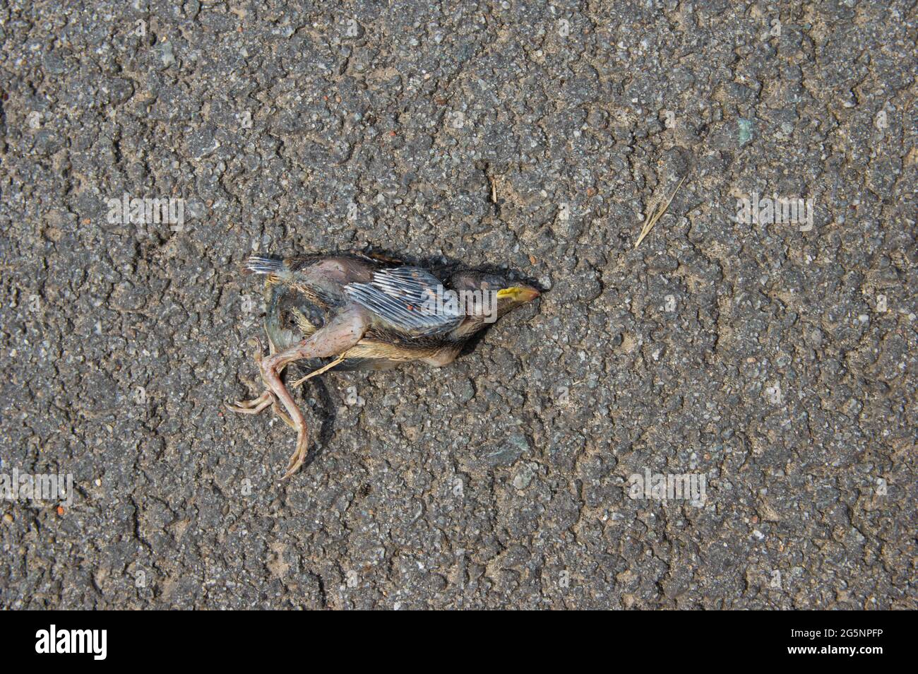 Baby spatz -Fotos und -Bildmaterial in hoher Auflösung – Alamy