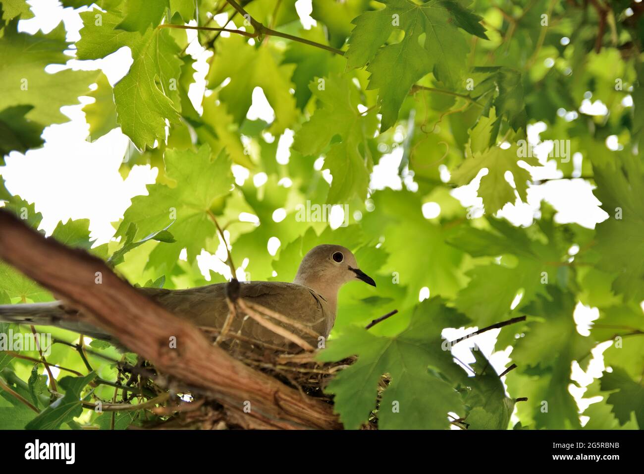 Taubeneier im nest -Fotos und -Bildmaterial in hoher Auflösung – Alamy