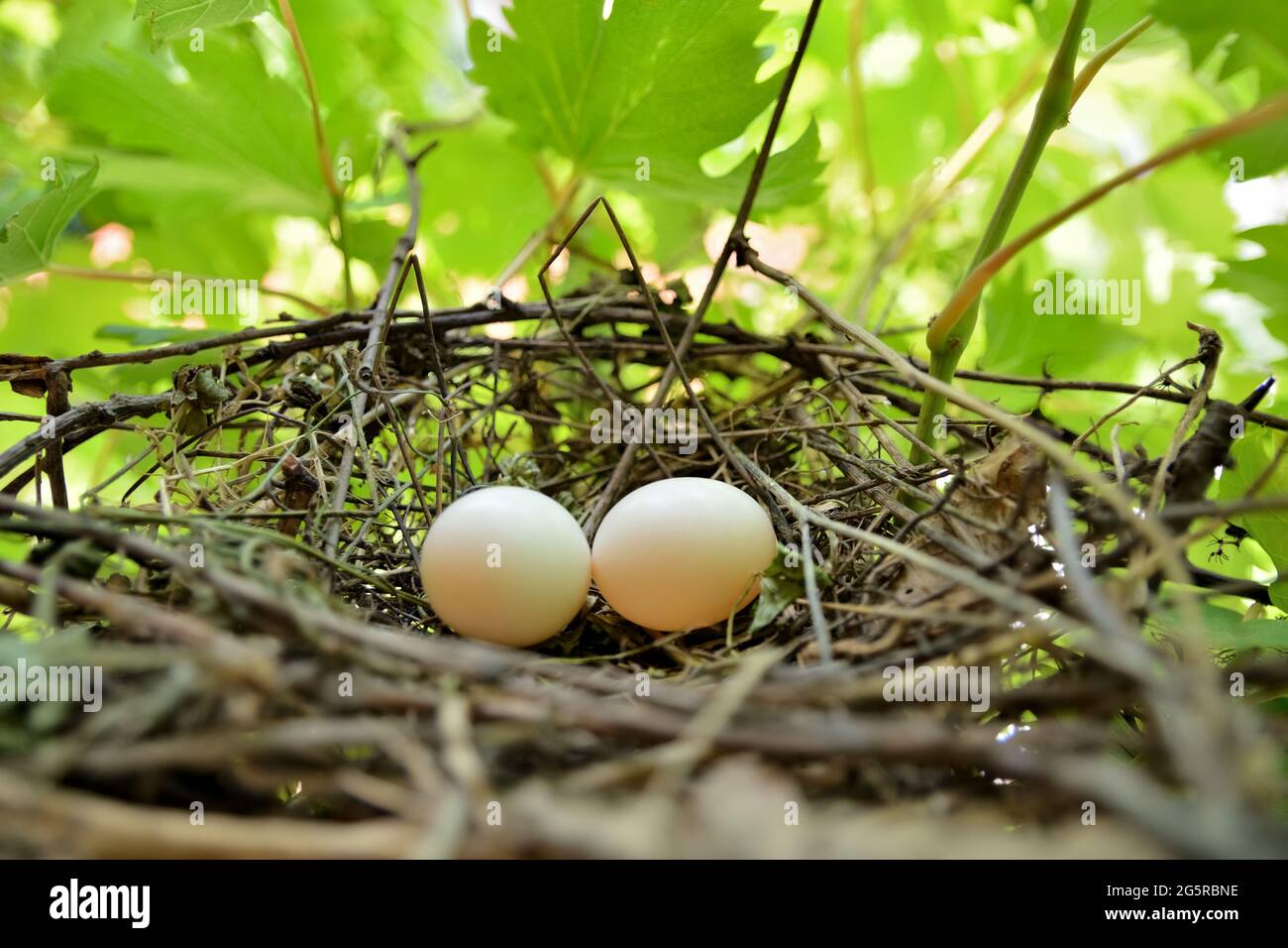 Taubeneier im nest -Fotos und -Bildmaterial in hoher Auflösung – Alamy