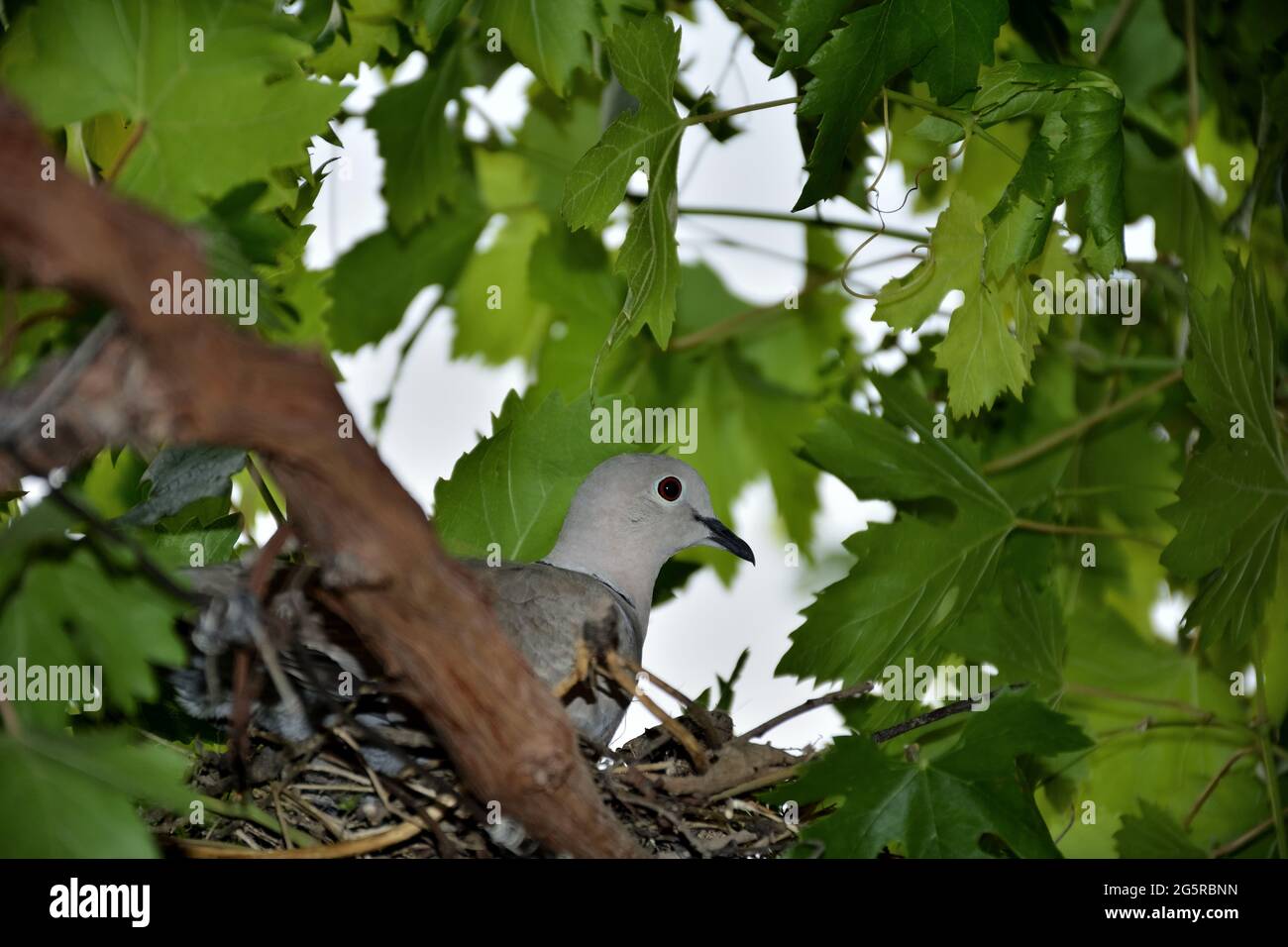 Taubeneier im nest Stockfotos und -bilder Kaufen - Alamy