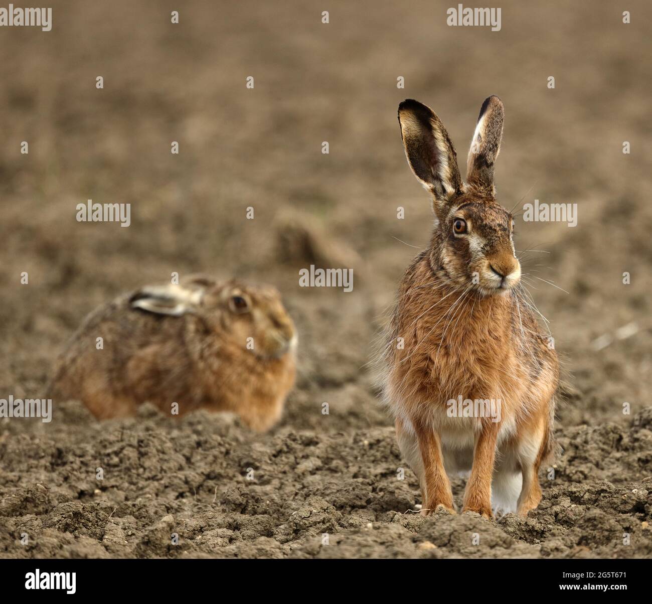 Europäischer Hase, Brauner Hase (Lepus europaeus), Männchen und ...