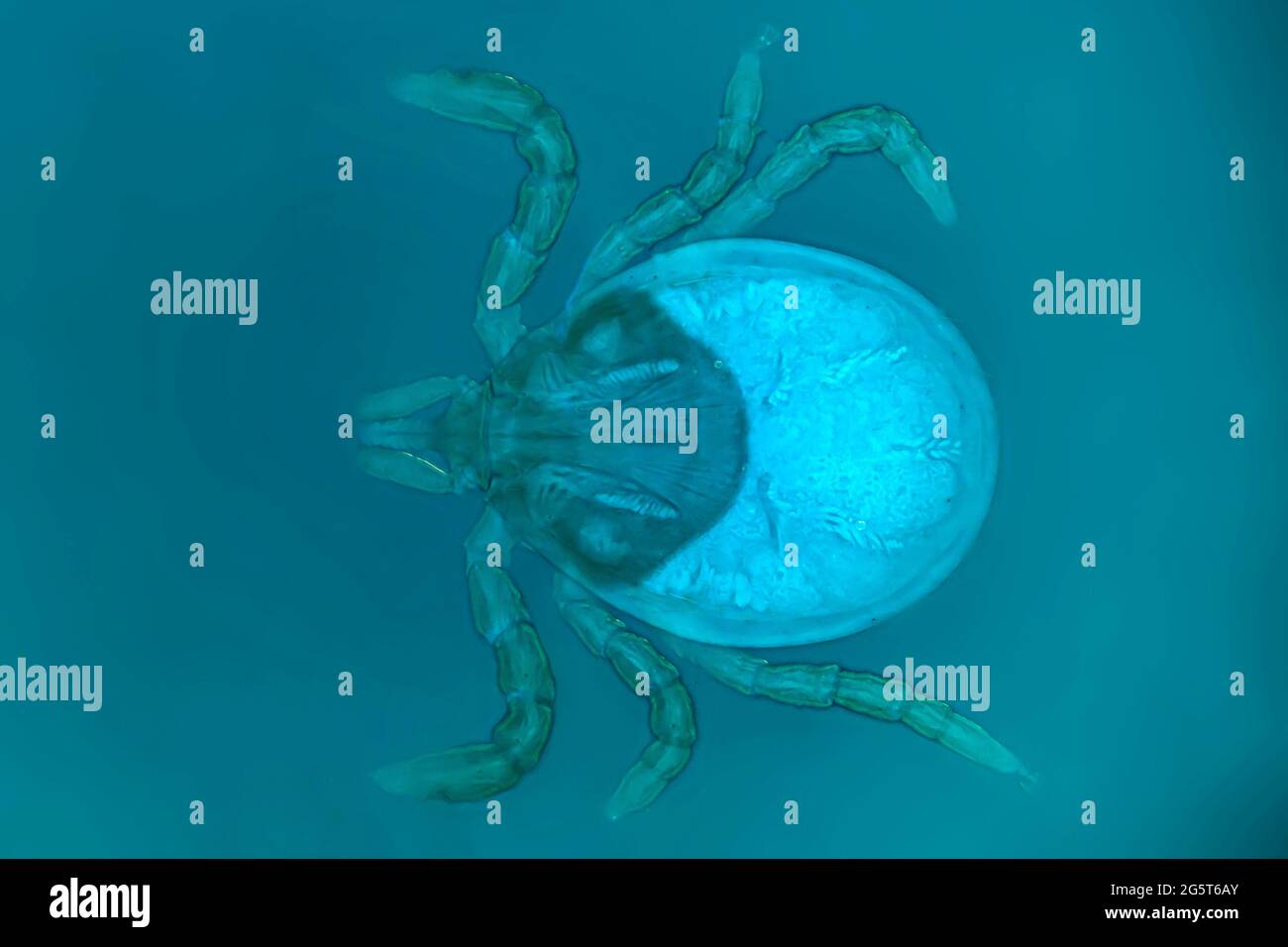 Harte zecken -Fotos und -Bildmaterial in hoher Auflösung – Alamy