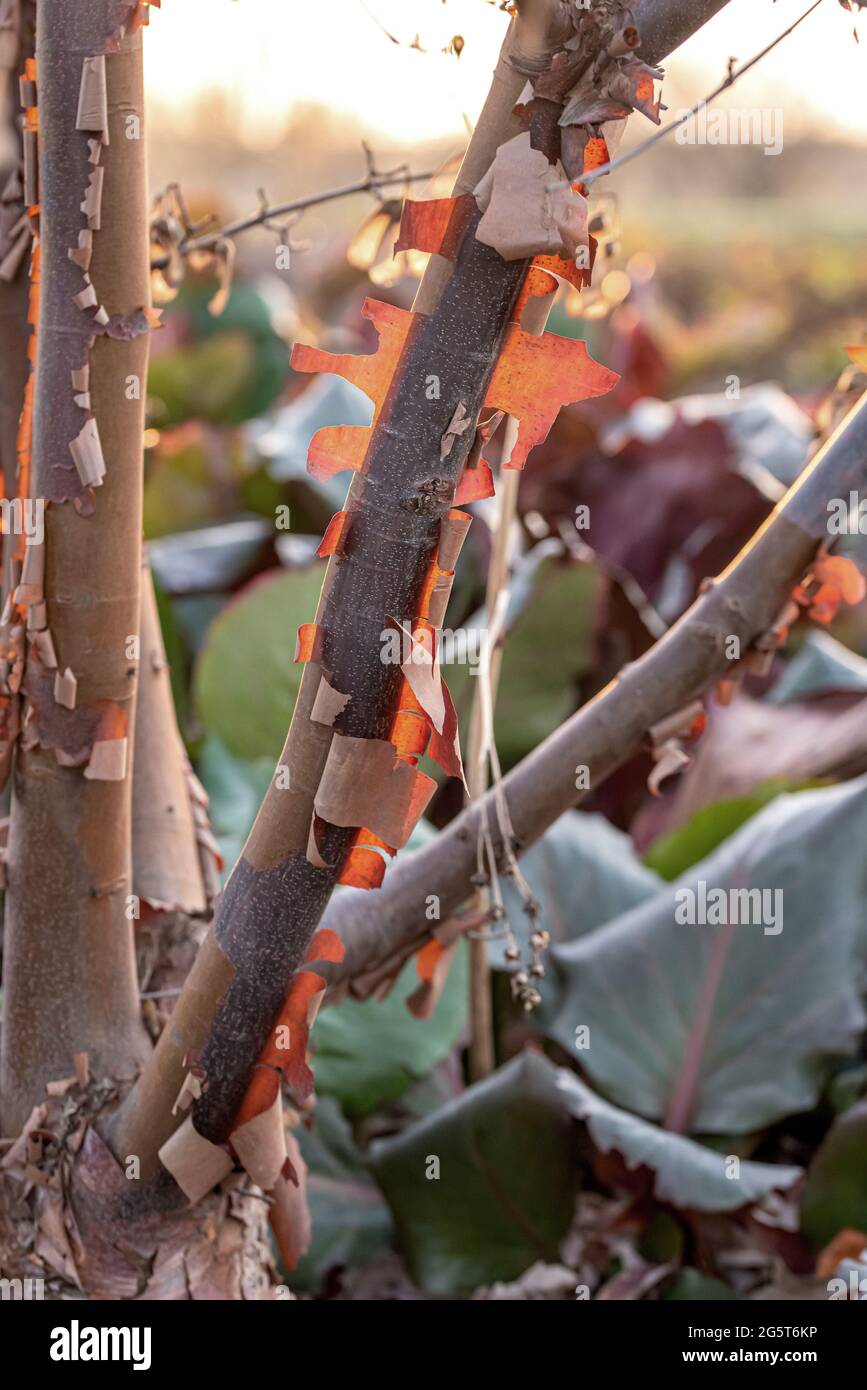Acer griseum baum herbst -Fotos und -Bildmaterial in hoher Auflösung ...
