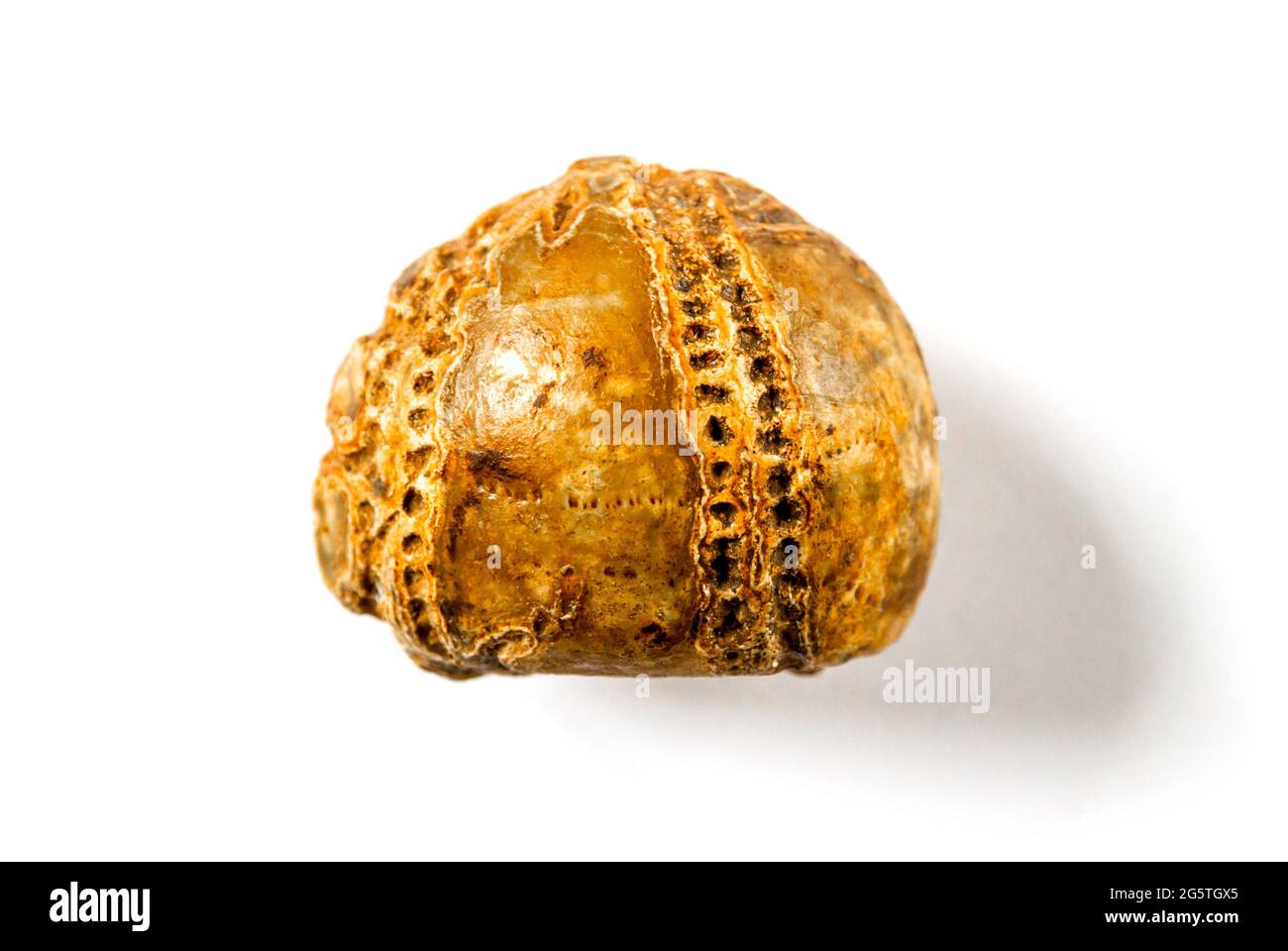 Echinodermata fossil Ausgeschnittene Stockfotos und -bilder - Alamy