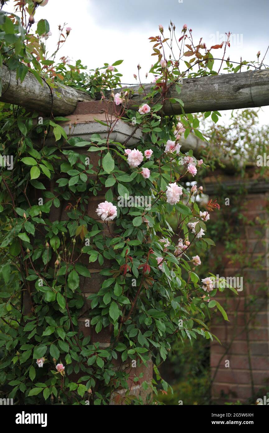Rosa cecile brunner climbing rose -Fotos und -Bildmaterial in hoher ...