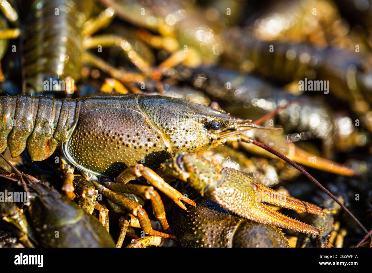 Crayfishs leben, Flussfutter. Lebende Krebse im Wasser. Krebse gefangen ...