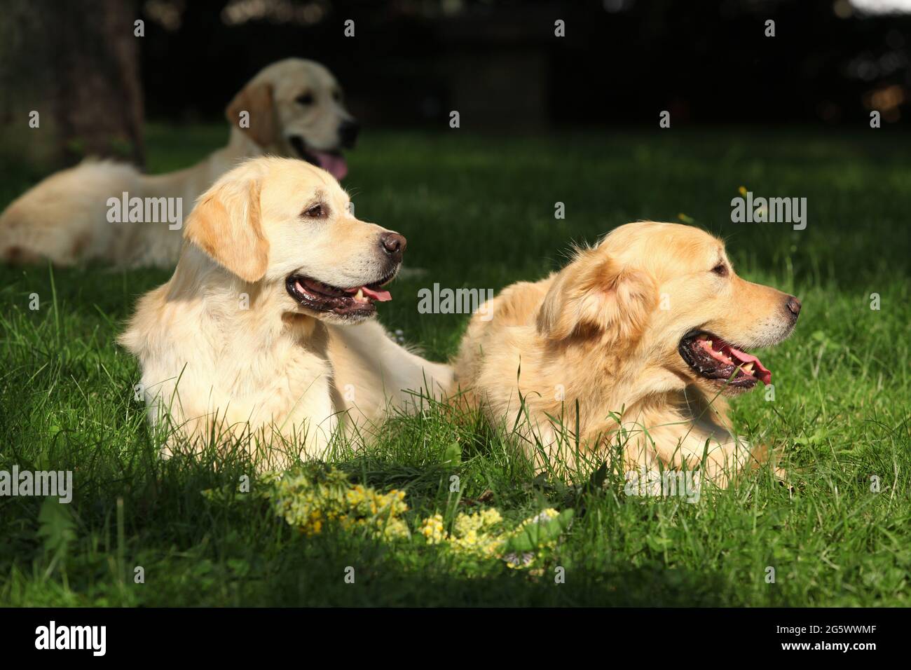 Retriever lügen -Fotos und -Bildmaterial in hoher Auflösung – Alamy