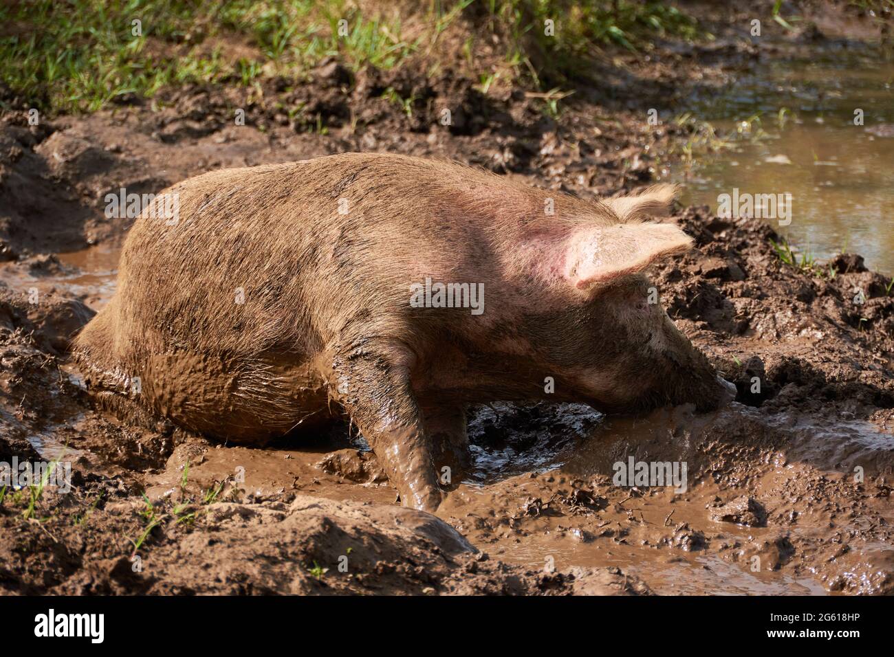Hausschwein schlammbad -Fotos und -Bildmaterial in hoher Auflösung – Alamy