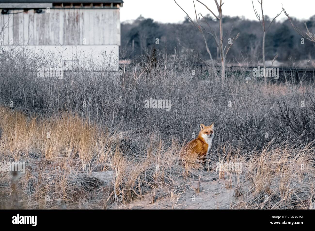 Rotfuchs lebensraum -Fotos und -Bildmaterial in hoher Auflösung – Alamy
