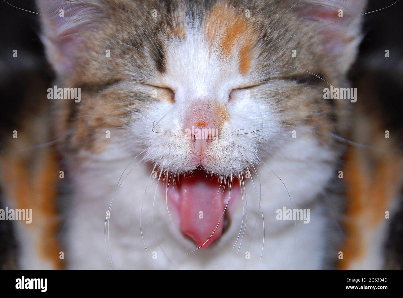 Lachende katze -Fotos und -Bildmaterial in hoher Auflösung – Alamy