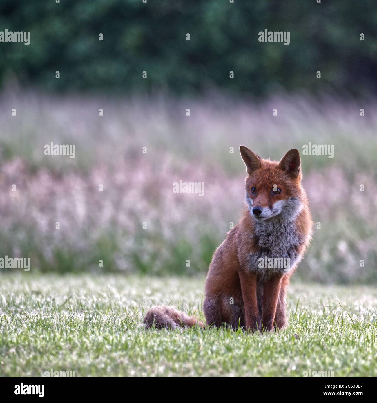 Rotfuchs kommt aus wildblumen -Fotos und -Bildmaterial in hoher ...