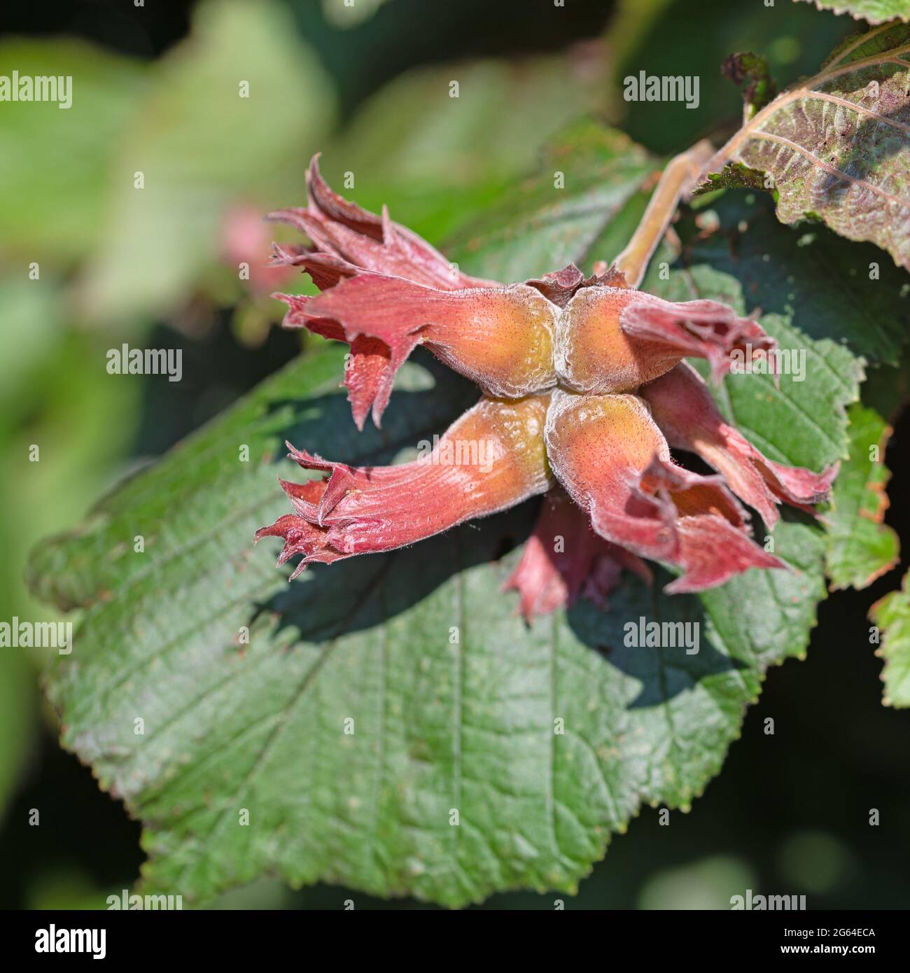 Lamberts haselnuss -Fotos und -Bildmaterial in hoher Auflösung – Alamy