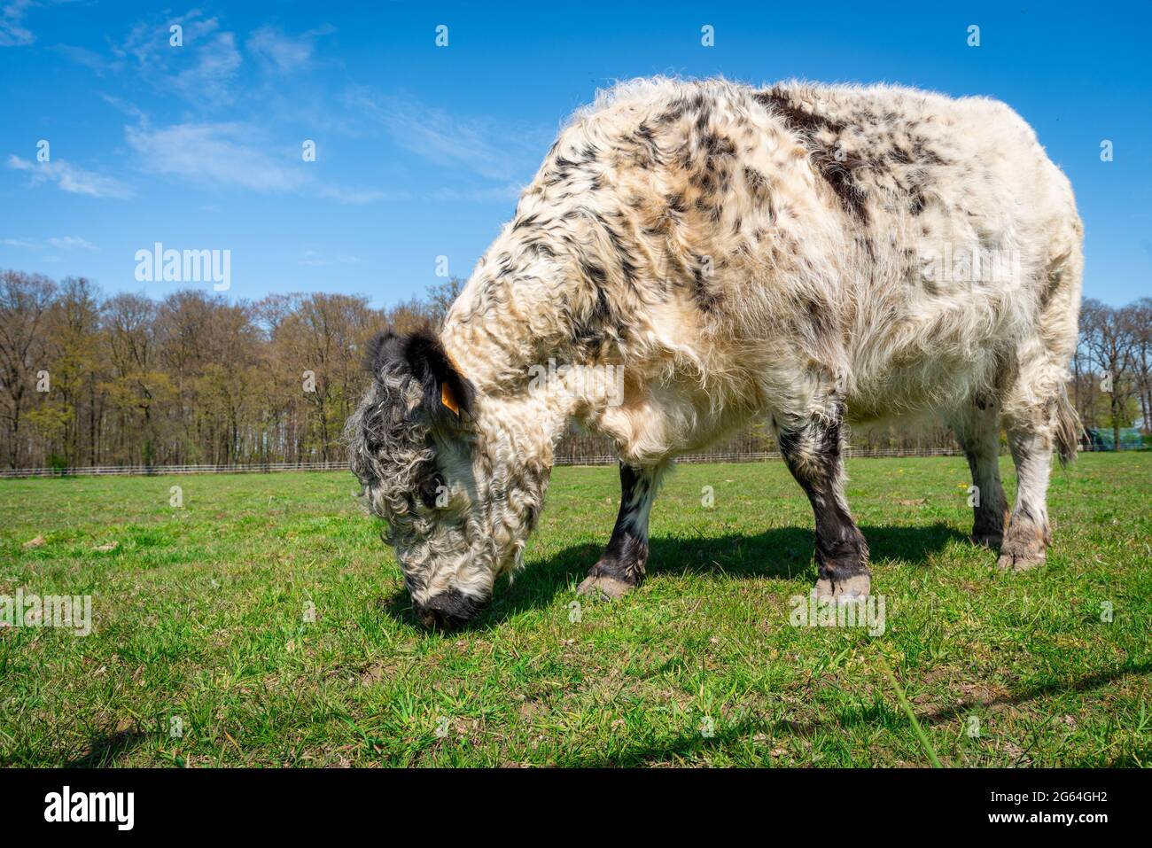 Kuh mit langen haaren -Fotos und -Bildmaterial in hoher Auflösung – Alamy