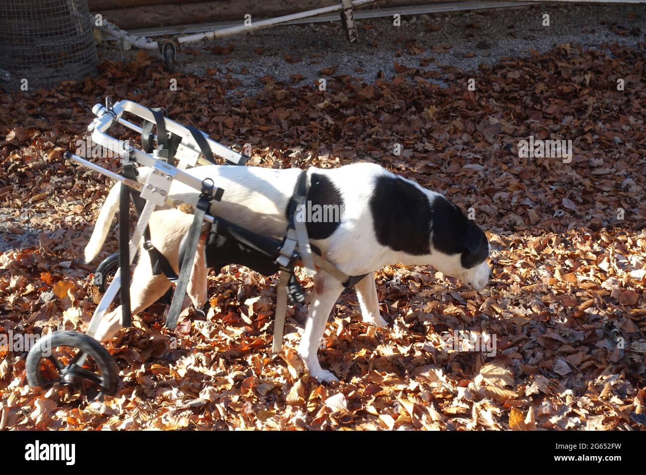Hund im rollstuhl -Fotos und -Bildmaterial in hoher Auflösung – Alamy