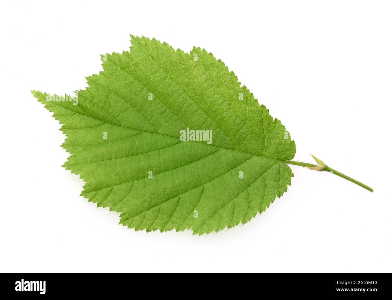 Haselnuss, Blatt, Corylus avellana, ist eine heimische Busch bzw ...