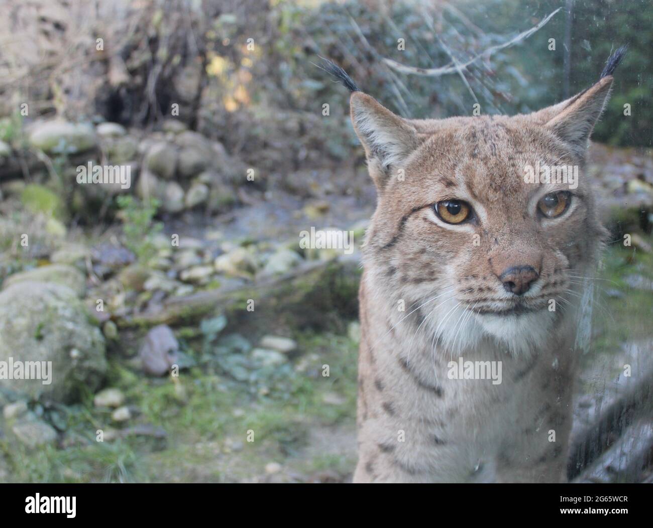 Sitzende katze freut sich -Fotos und -Bildmaterial in hoher Auflösung ...