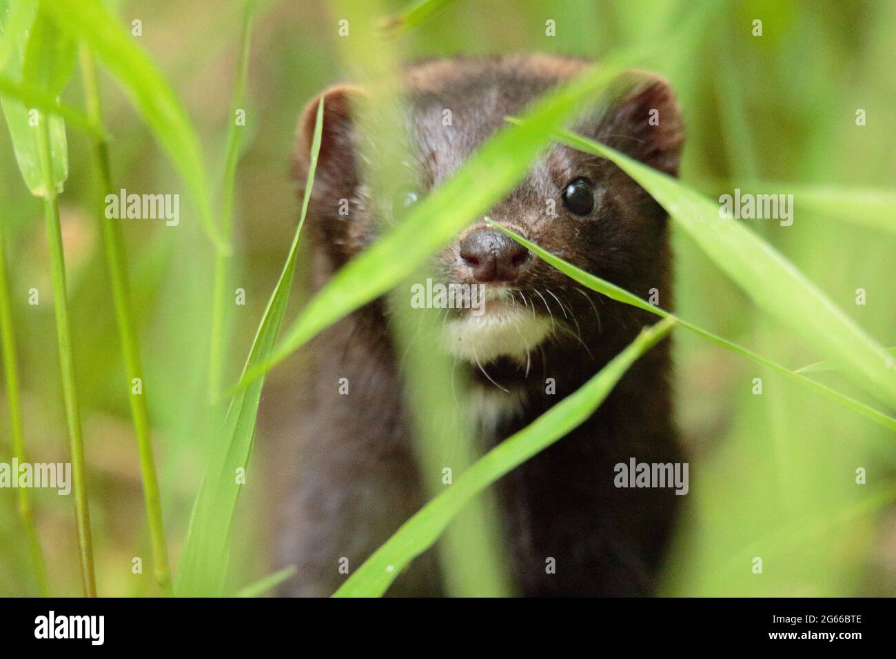 Nerz essen -Fotos und -Bildmaterial in hoher Auflösung – Alamy