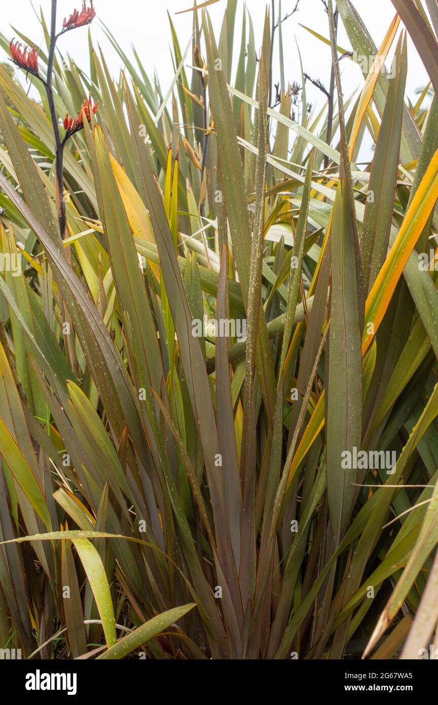 Afrikanischer strauch -Fotos und -Bildmaterial in hoher Auflösung – Alamy