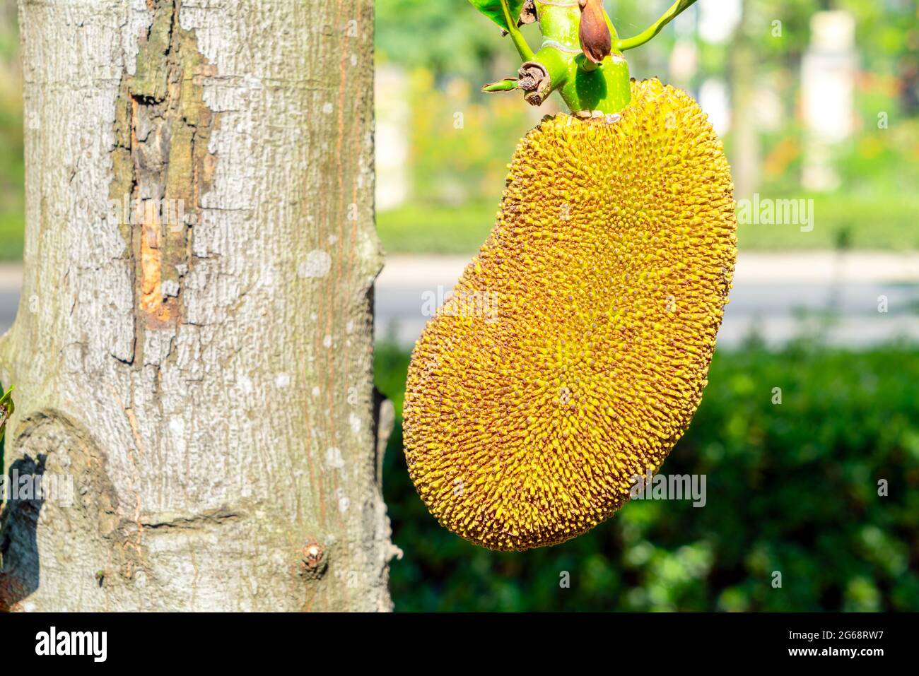 Reife jackfruits -Fotos und -Bildmaterial in hoher Auflösung – Alamy