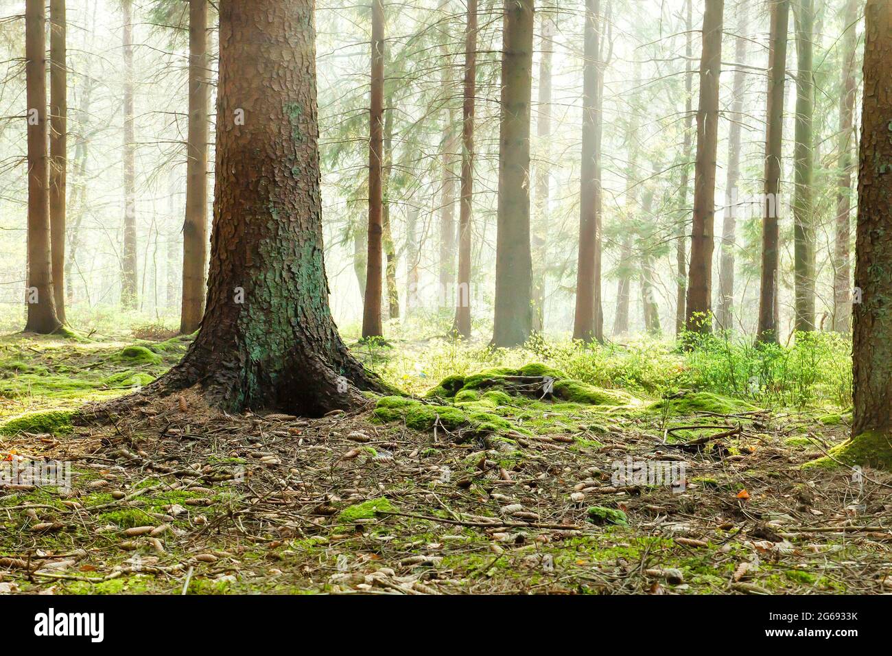 Ardennes forest -Fotos und -Bildmaterial in hoher Auflösung – Alamy