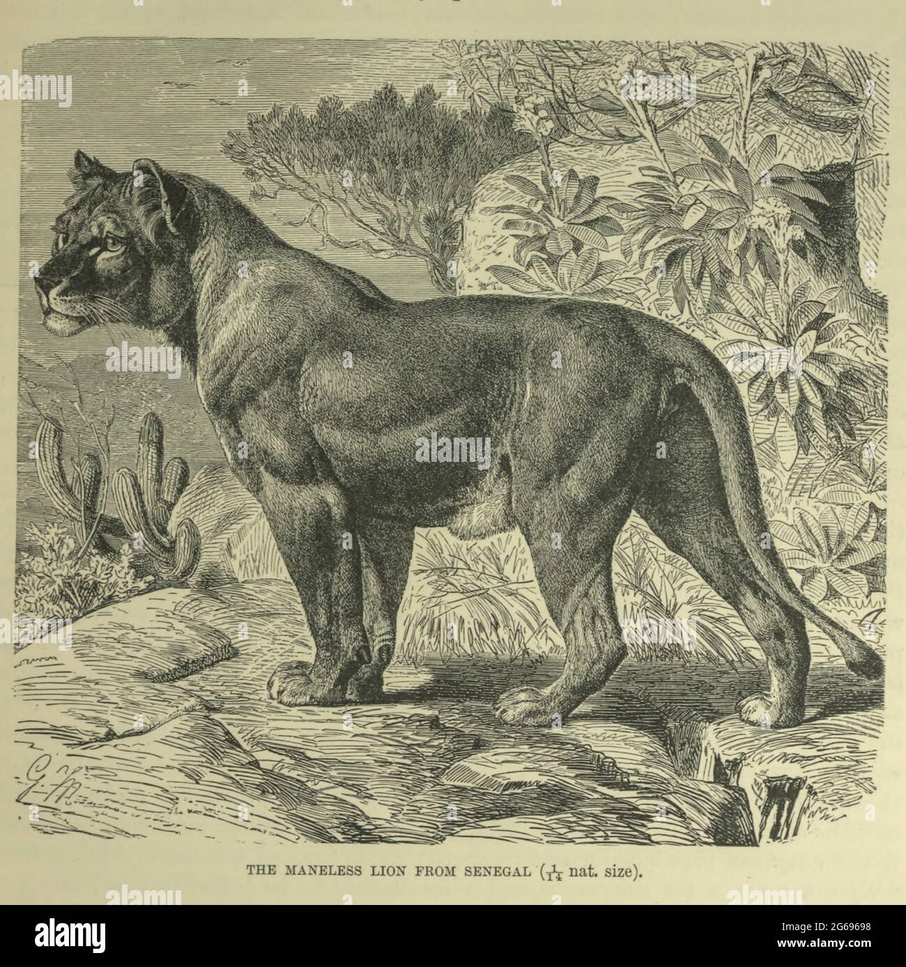 Historia natural de senegal -Fotos und -Bildmaterial in hoher Auflösung ...