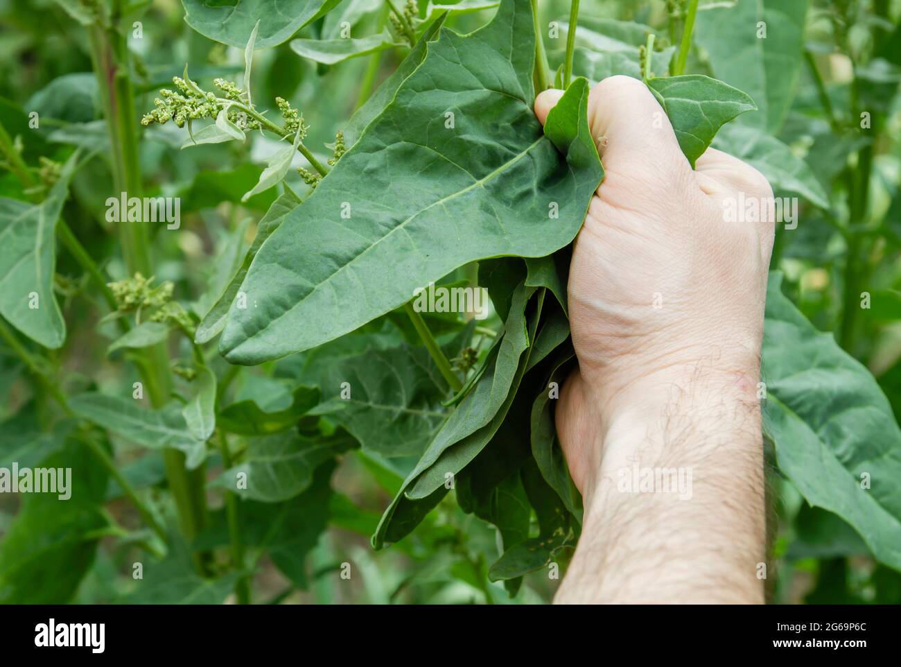 Spinat ernte -Fotos und -Bildmaterial in hoher Auflösung – Alamy