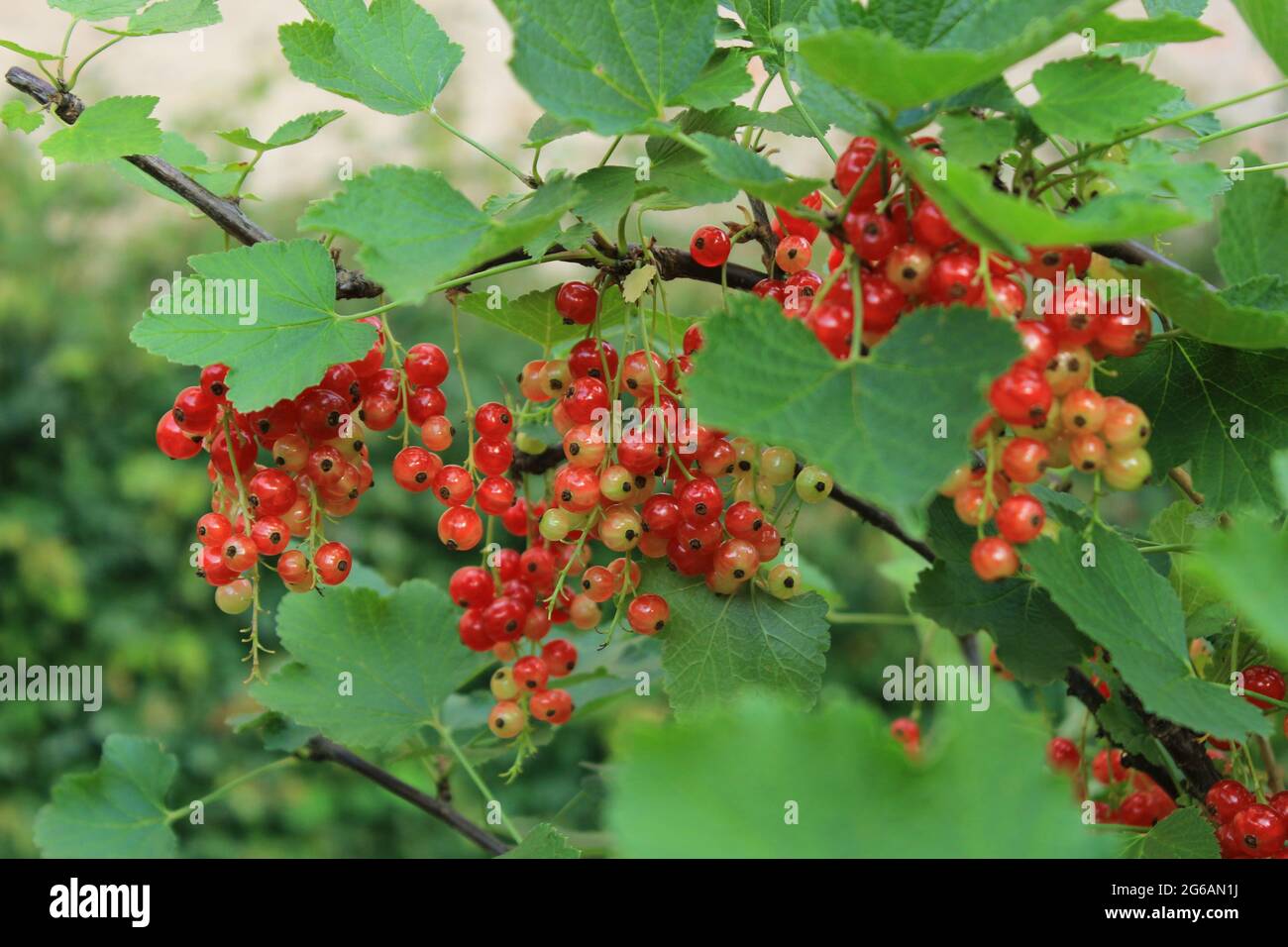 Rote essbare beeren -Fotos und -Bildmaterial in hoher Auflösung – Alamy