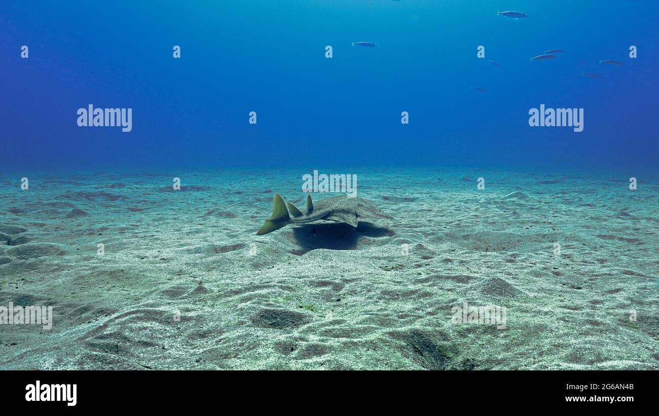 Taucher und engelshai -Fotos und -Bildmaterial in hoher Auflösung – Alamy