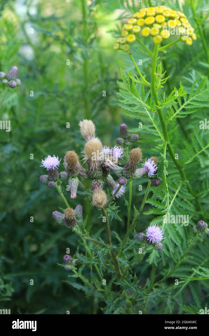 Blühende distel -Fotos und -Bildmaterial in hoher Auflösung – Alamy