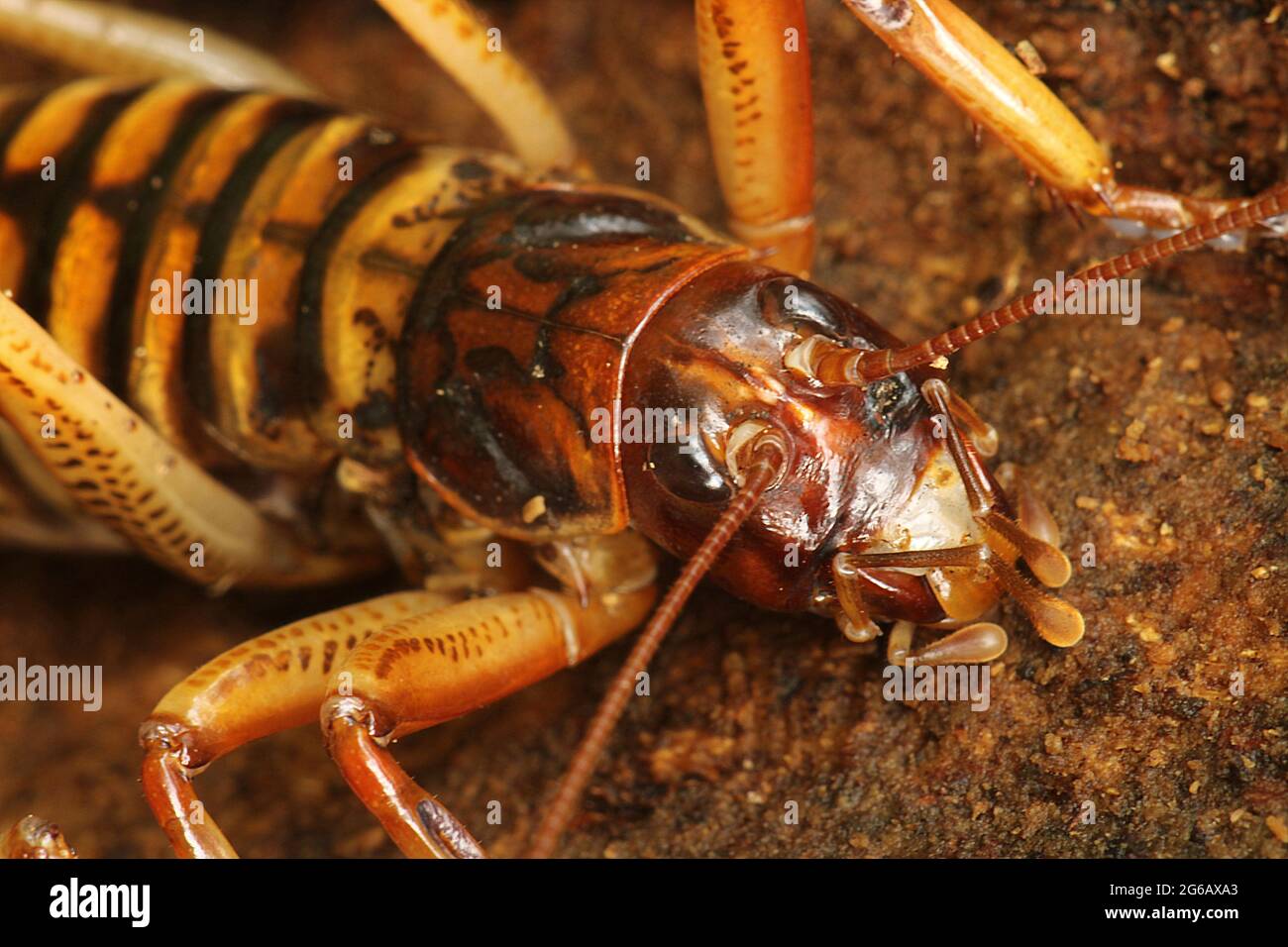 Baum weta -Fotos und -Bildmaterial in hoher Auflösung – Alamy