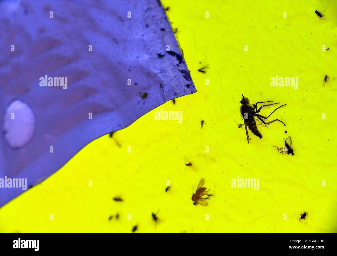 Dead insects -Fotos und -Bildmaterial in hoher Auflösung – Alamy