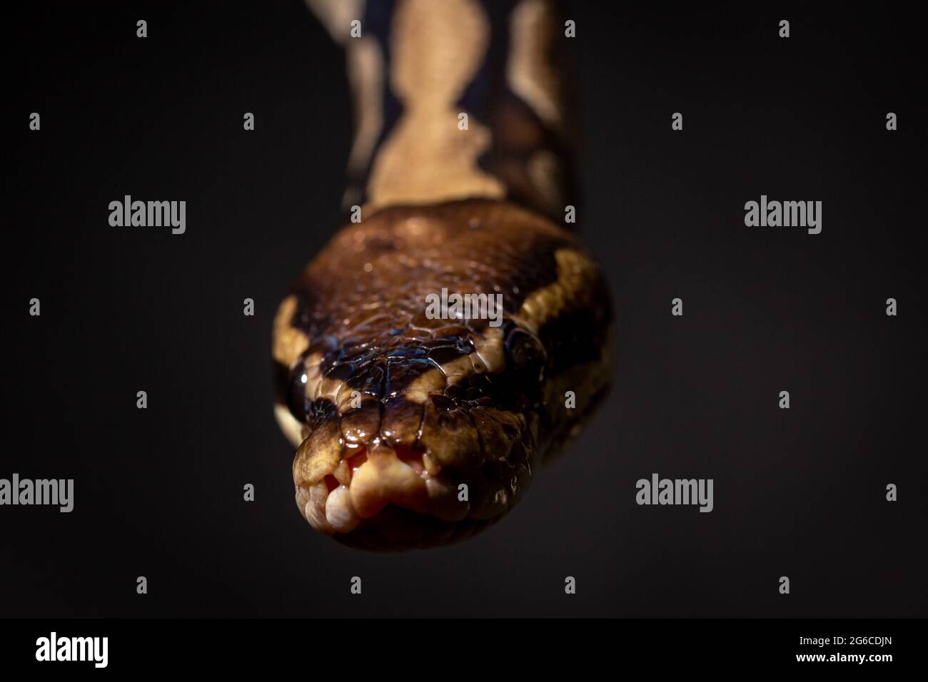 Royal python python regius -Fotos und -Bildmaterial in hoher Auflösung ...