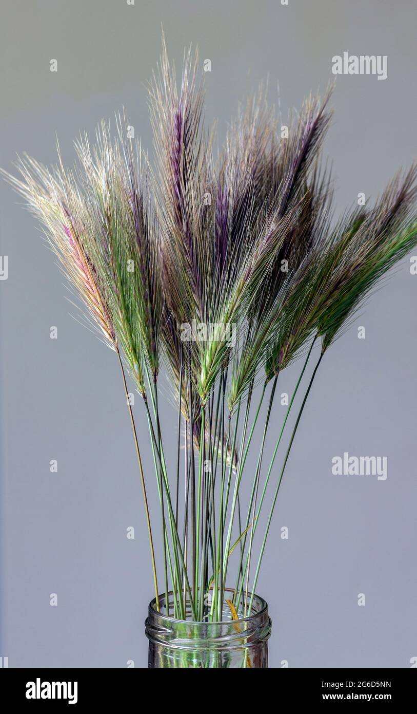 Wilde gerste -Fotos und -Bildmaterial in hoher Auflösung – Alamy