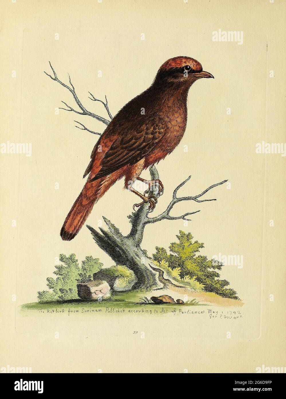 Ein Katalog der Vögel, Tiere, Fische, Insekten, Pflanzen, &c. in ...