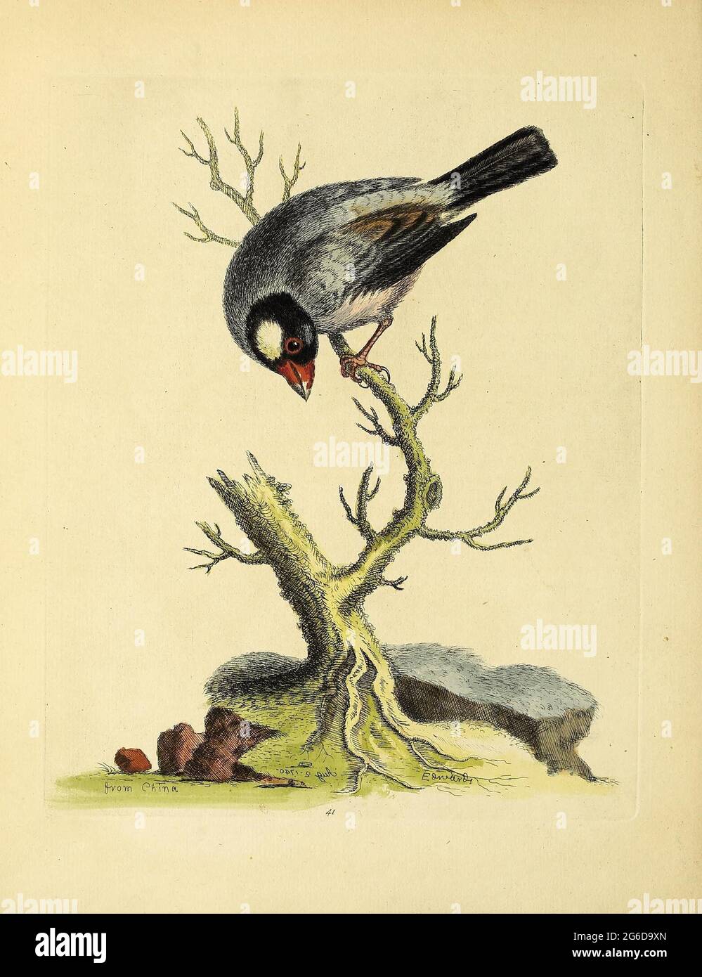 Ein Katalog der Vögel, Tiere, Fische, Insekten, Pflanzen, &c. in ...