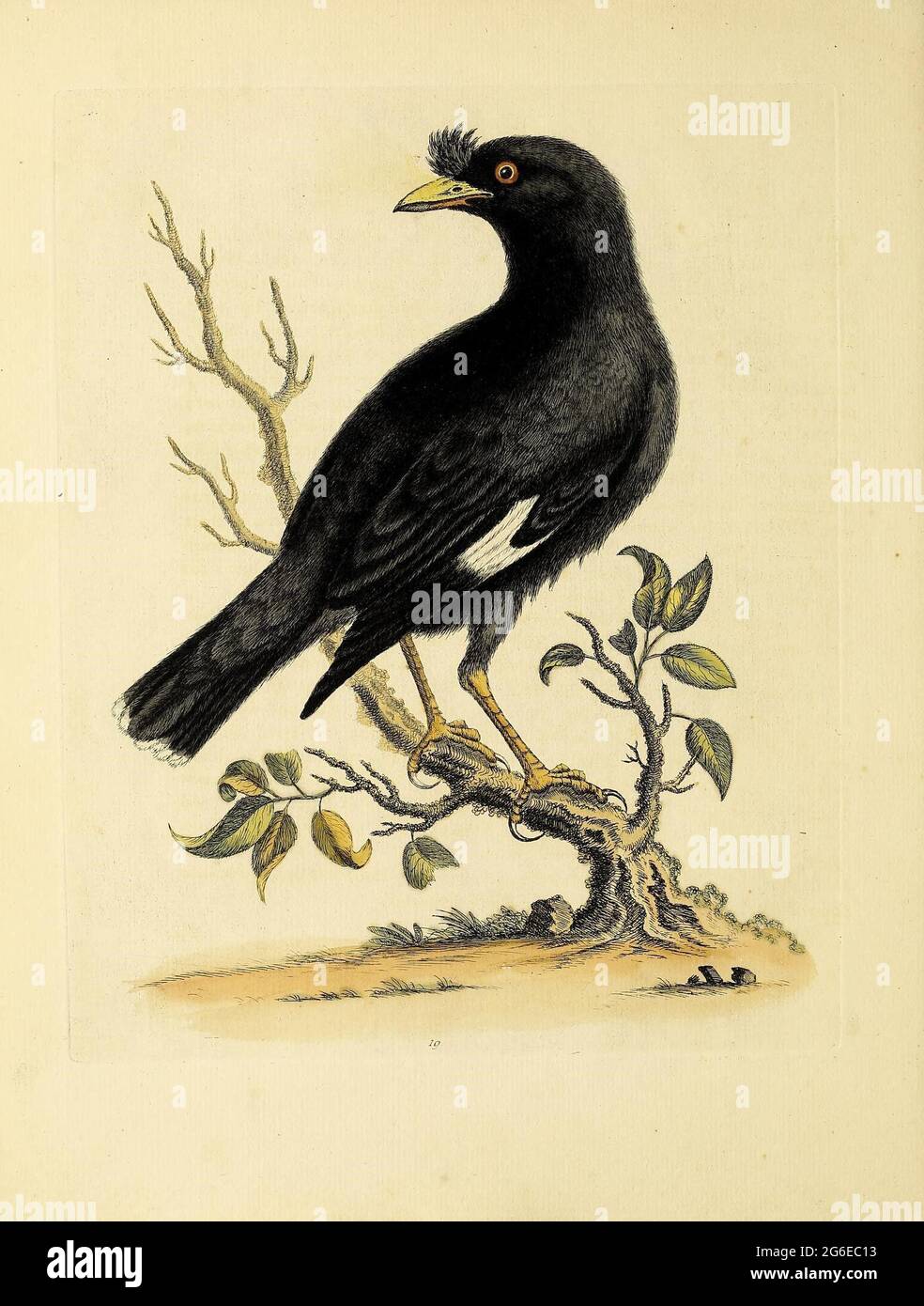 Ein Katalog der Vögel, Tiere, Fische, Insekten, Pflanzen, &c. in ...