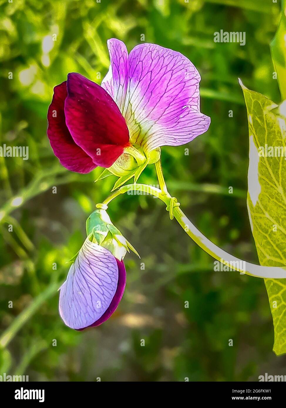 Pisum sativum l -Fotos und -Bildmaterial in hoher Auflösung – Alamy
