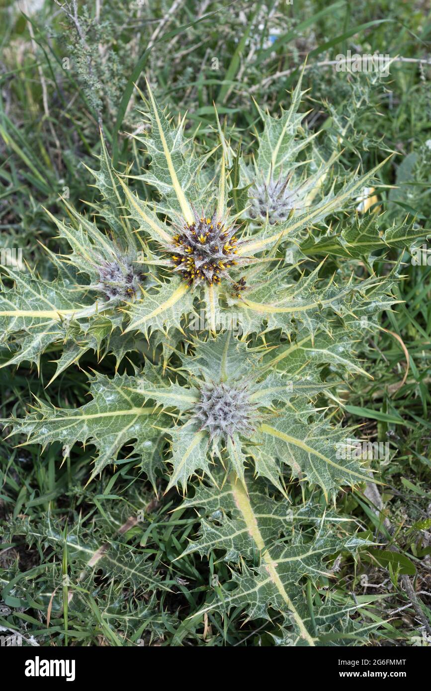 Gundelia tournefortii -Fotos und -Bildmaterial in hoher Auflösung – Alamy