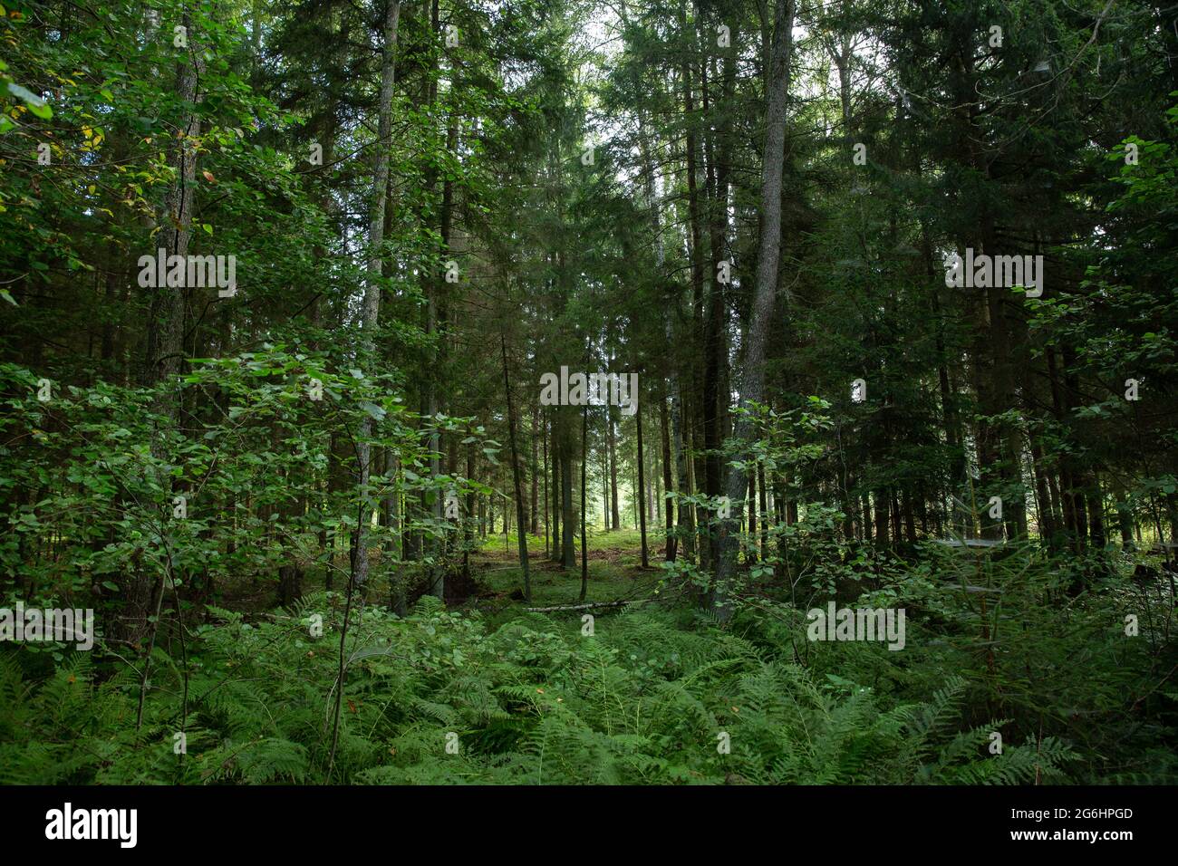 Fichtenwald mit unterholz -Fotos und -Bildmaterial in hoher Auflösung ...