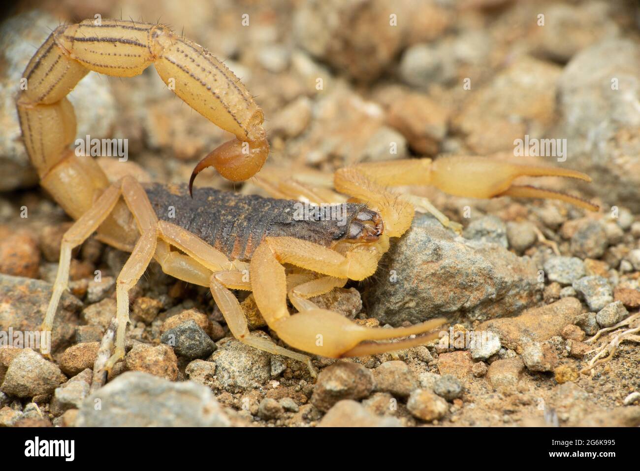 Skorpion hottentotta tamulus -Fotos und -Bildmaterial in hoher ...