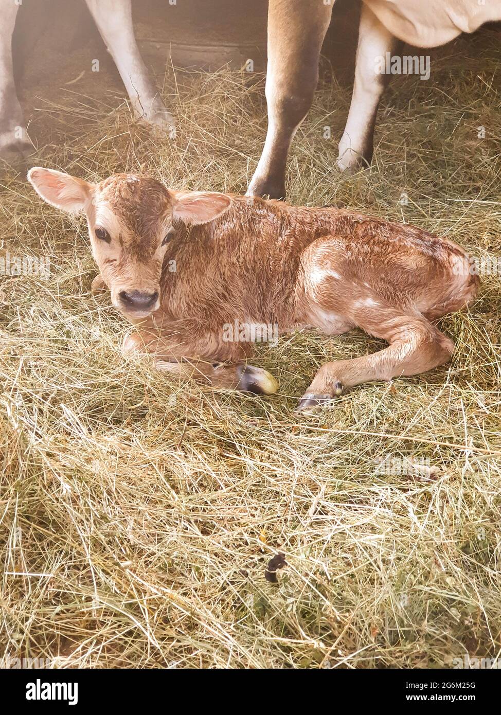 Neugeborenes Kalb im Stall mit seiner Mutterkuh, Rinderfarm, Foto ...
