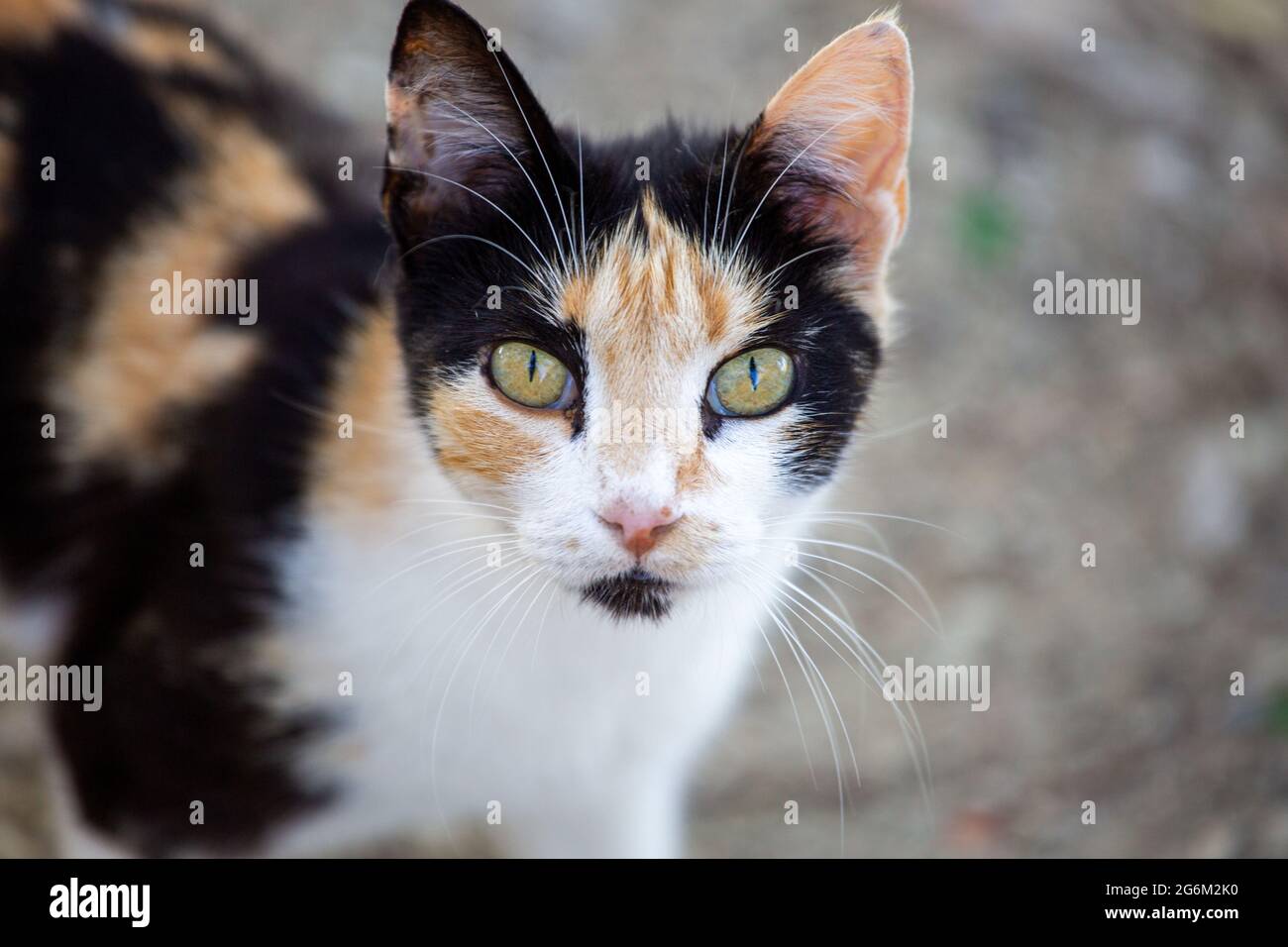 Chat katze -Fotos und -Bildmaterial in hoher Auflösung – Alamy