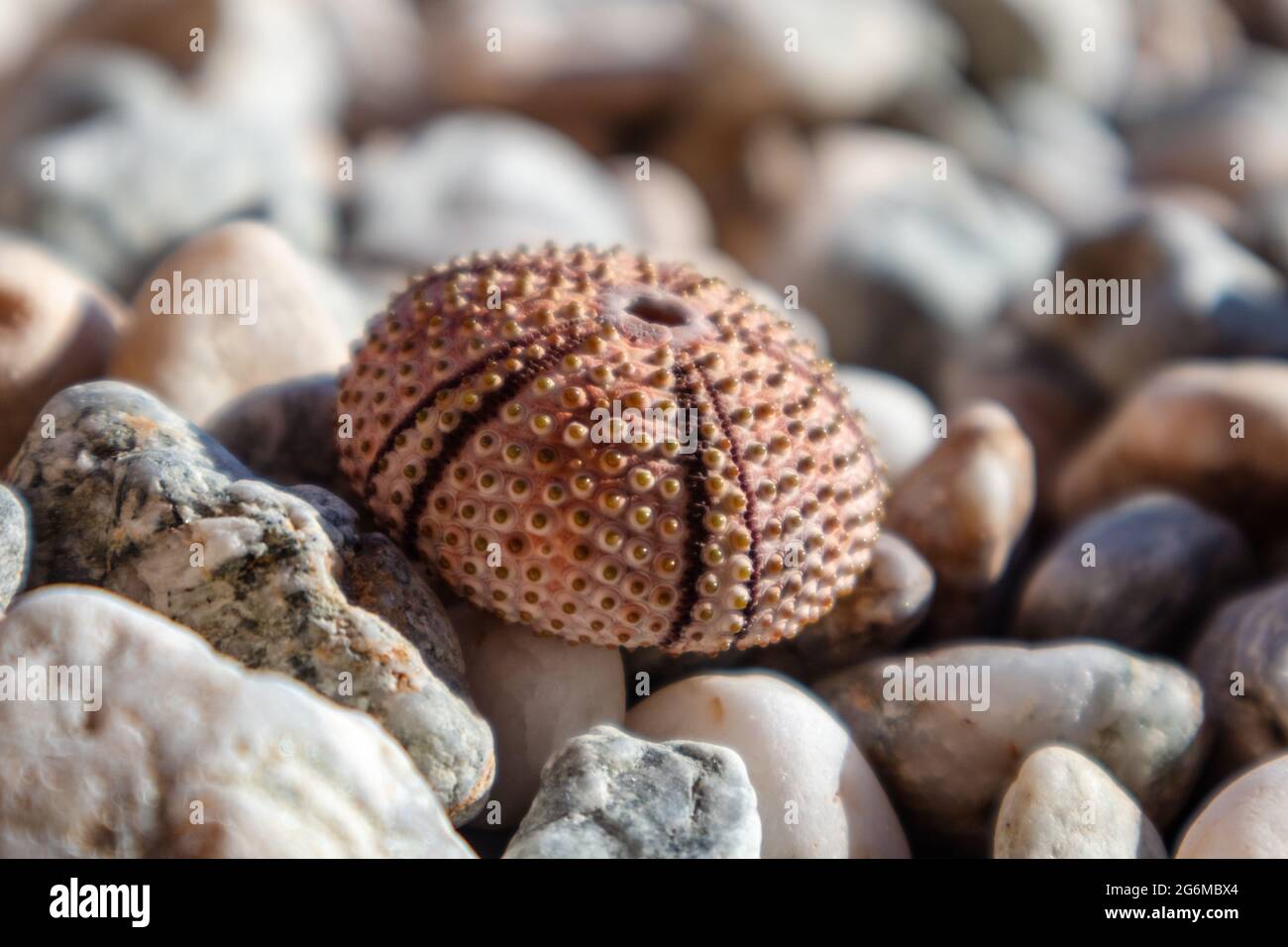 Stacheliger seeigel -Fotos und -Bildmaterial in hoher Auflösung – Alamy