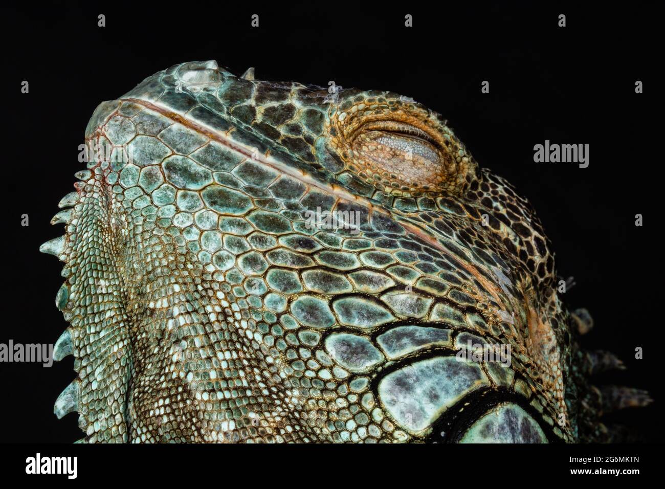 Leguan Hintergrund Stockfotos und -bilder Kaufen - Alamy
